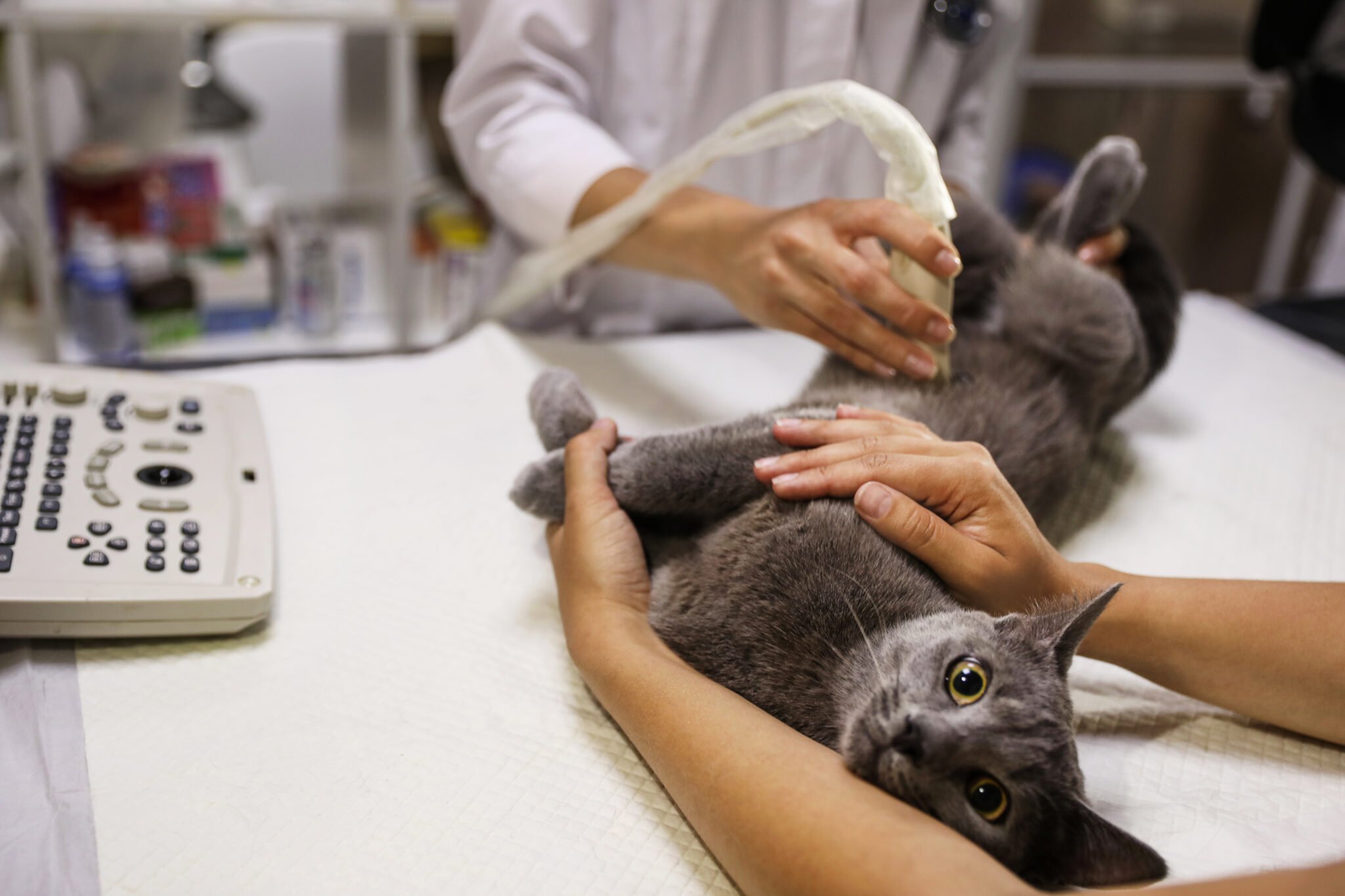 How to Prepare for Veterinary Abdominal Ultrasound Procedure