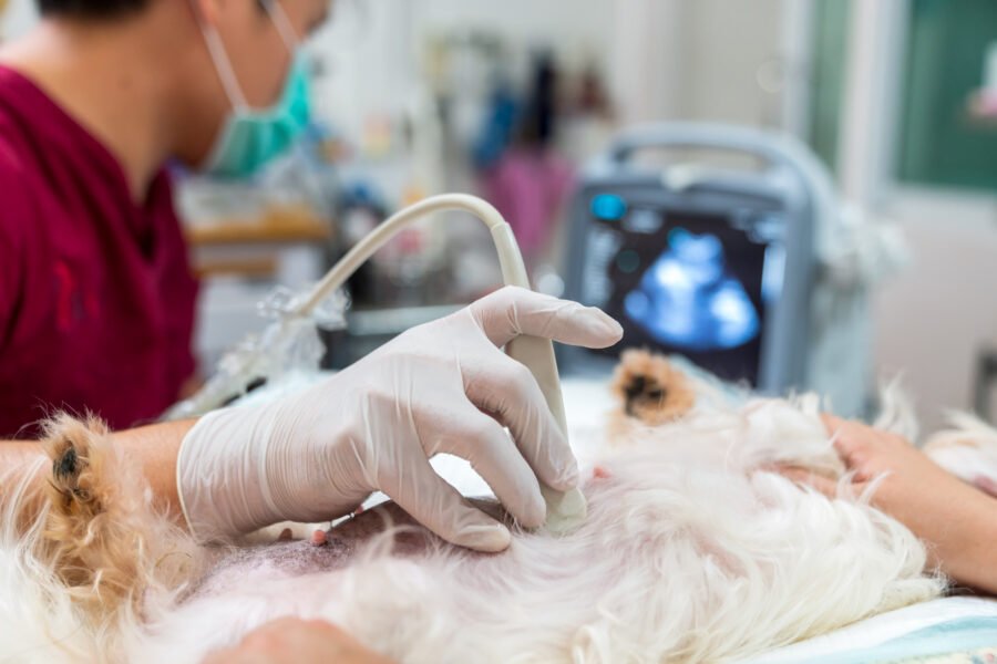 How to Prepare for Veterinary Abdominal Ultrasound Procedure
