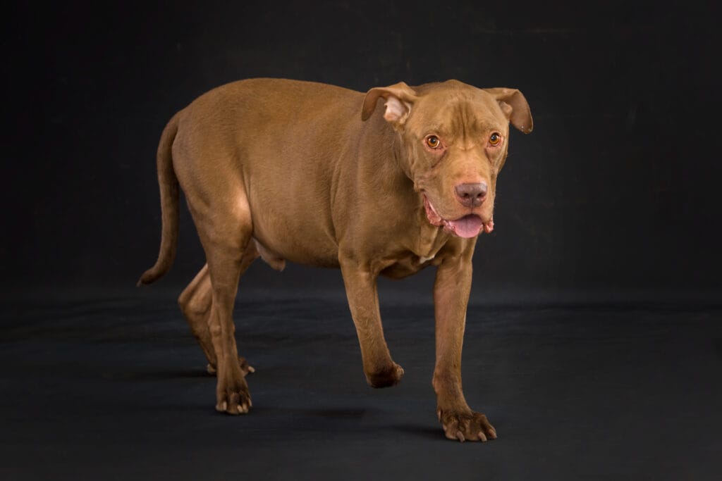 Signs of Bloat in Dogs|Vetcetera